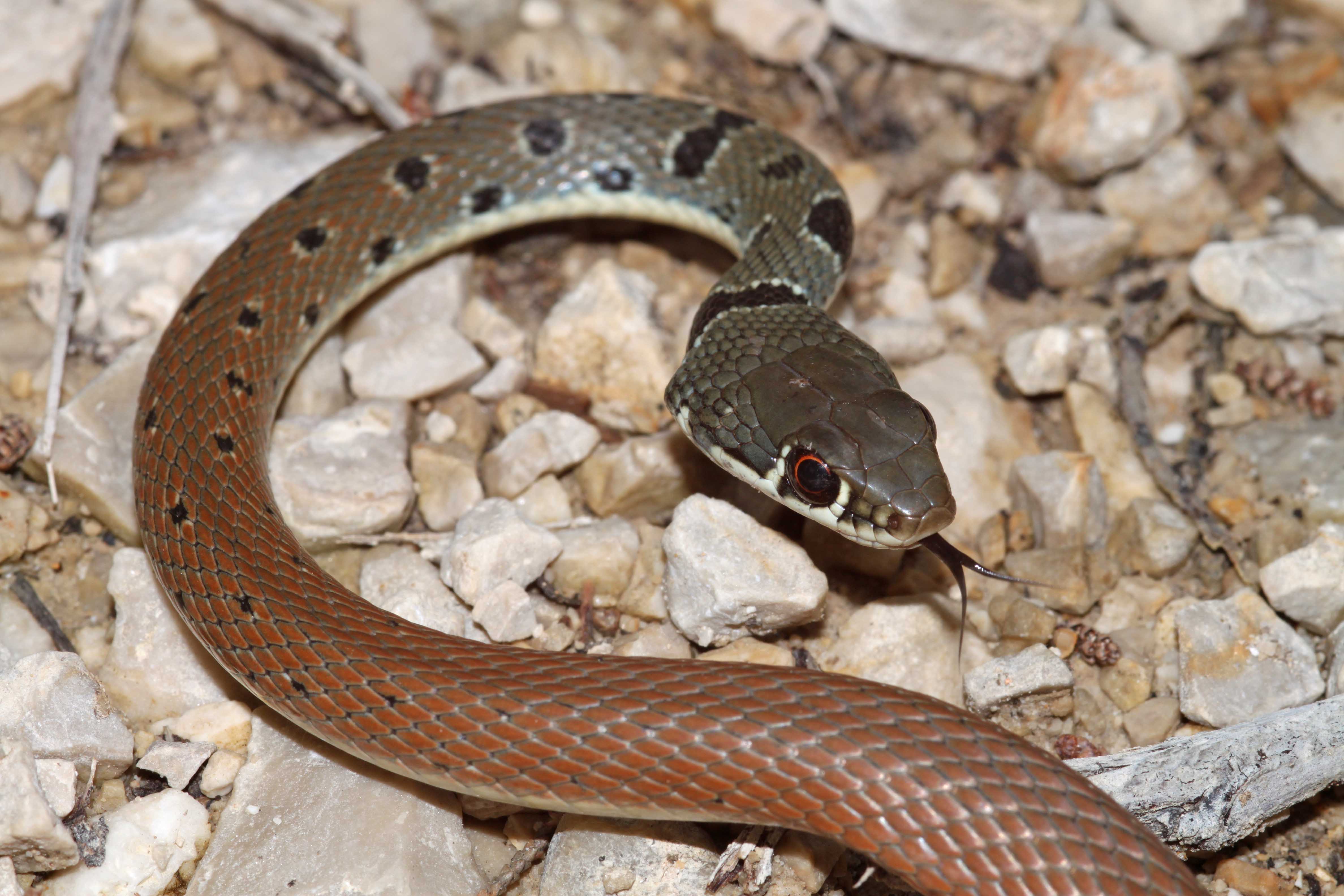 101 – Amphibian & Reptile Travels