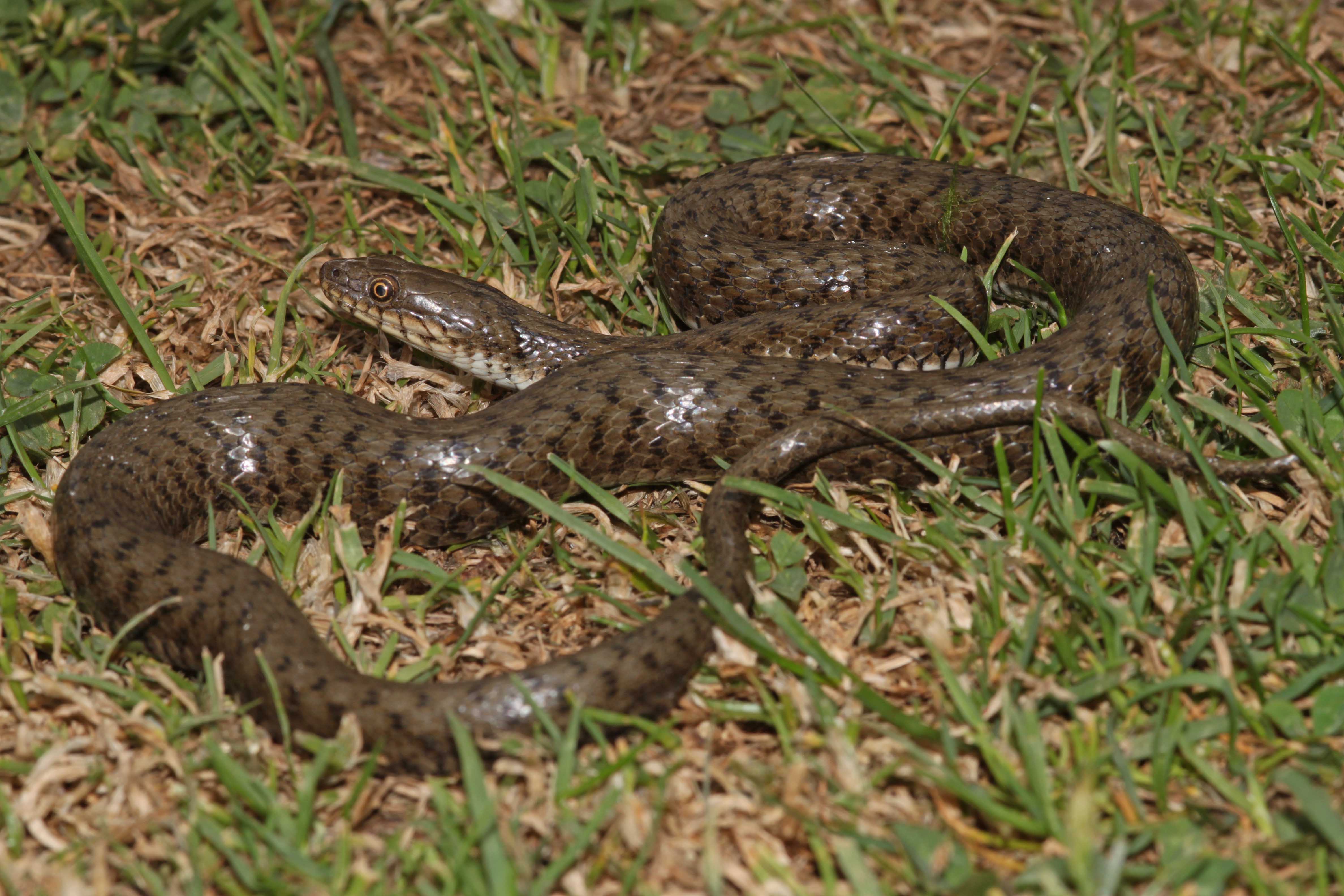 48 – Amphibian & Reptile Travels