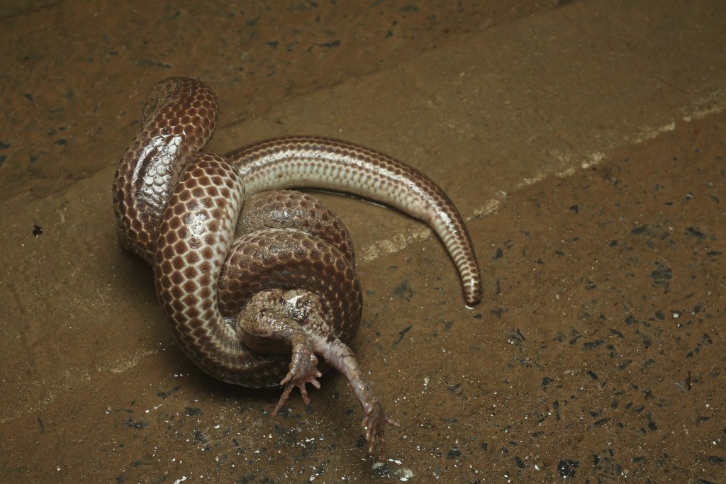 Snakes of Phuket – Amphibian & Reptile Travels