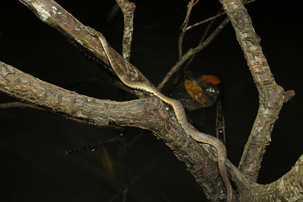 Snakes of Phuket – Amphibian & Reptile Travels