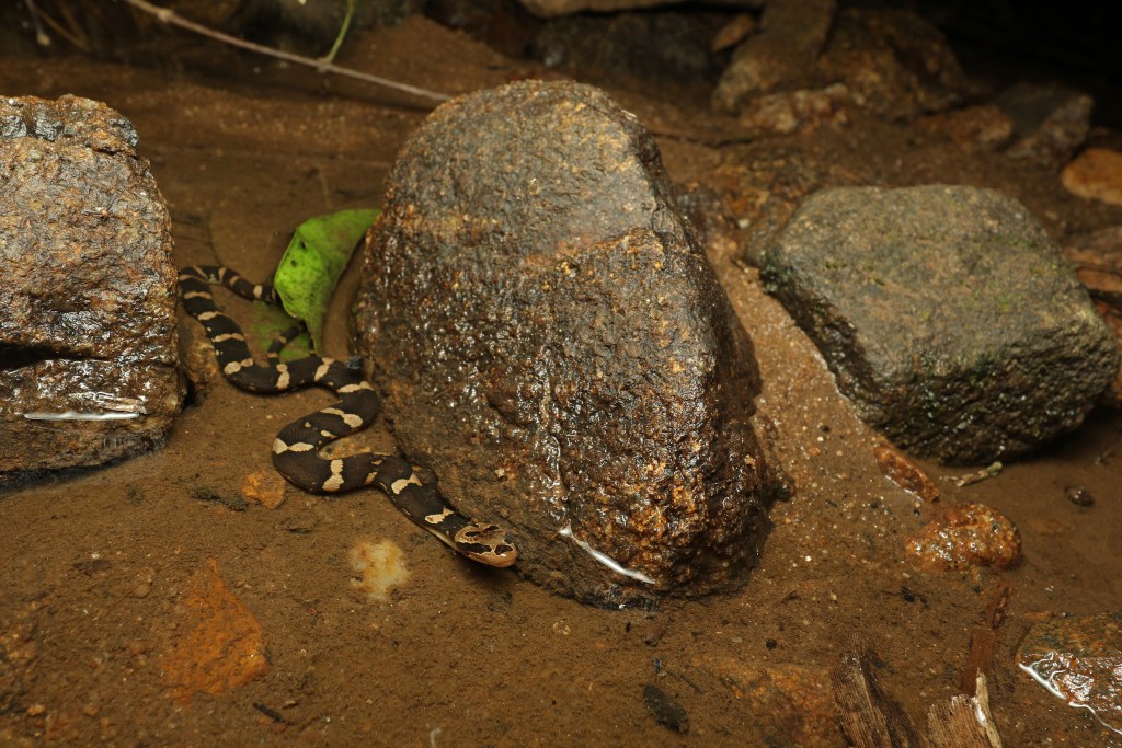 Snakes of Phuket – Amphibian & Reptile Travels