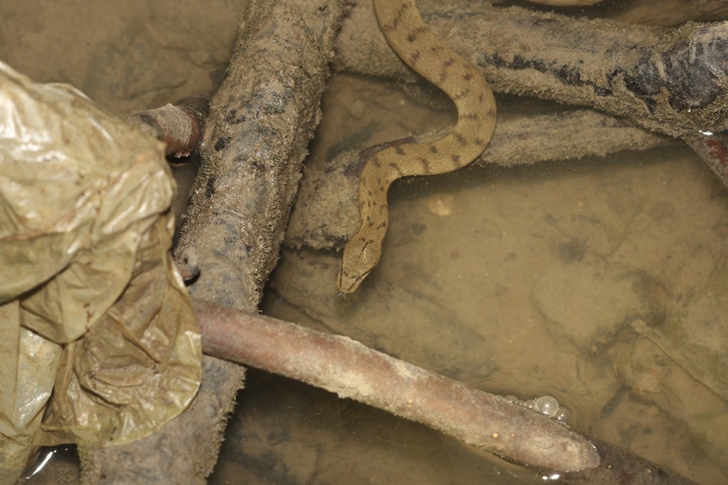 Snakes of Phuket – Amphibian & Reptile Travels