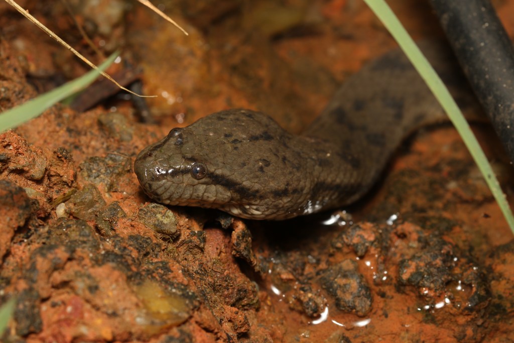 Snakes of Phuket – Amphibian & Reptile Travels