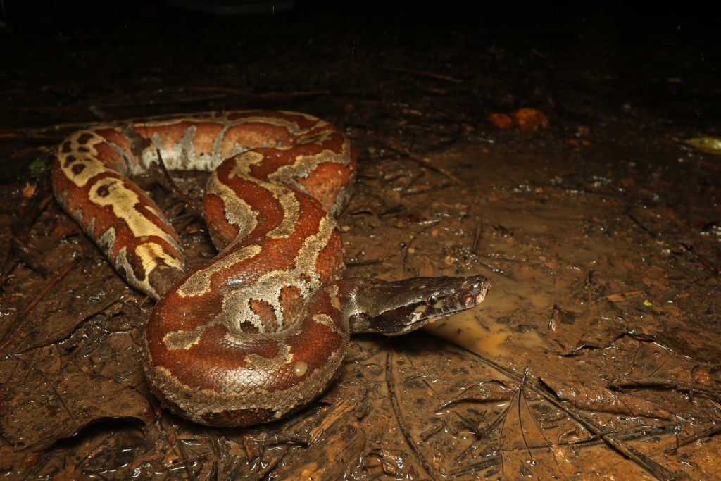 Snakes of Phuket – Amphibian & Reptile Travels