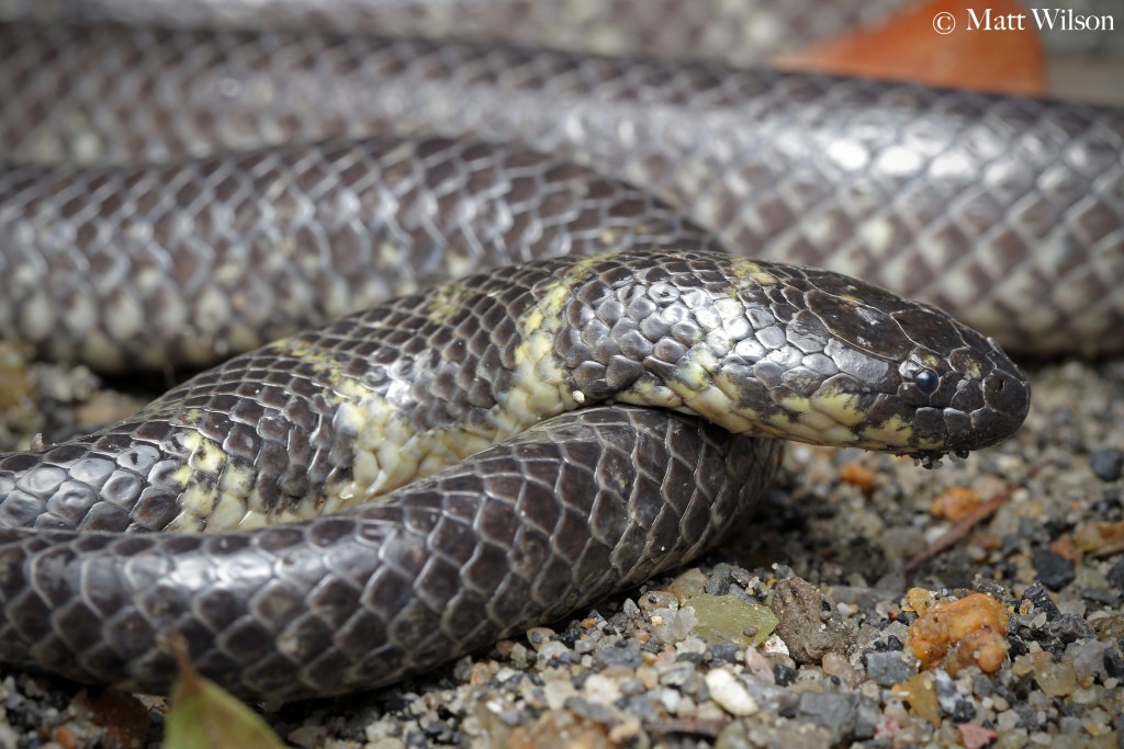 Snakes of Phuket – Amphibian & Reptile Travels