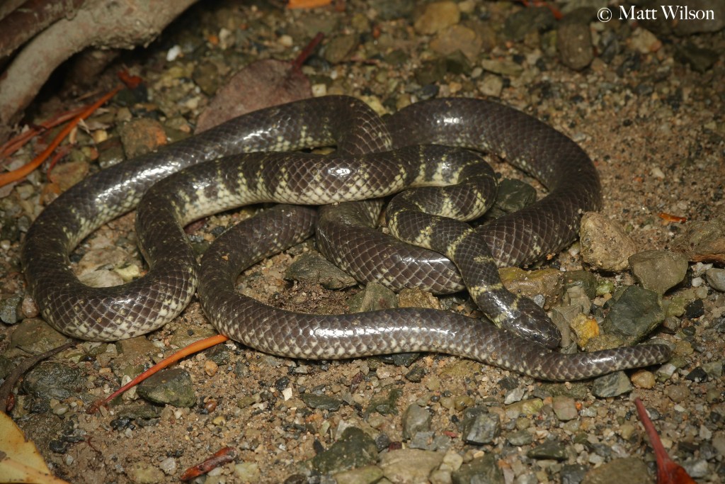 Snakes of Phuket – Amphibian & Reptile Travels