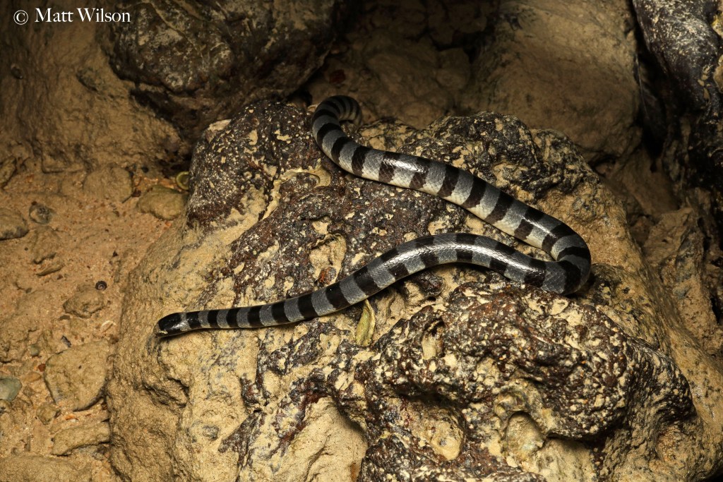Sea krait islands – Amphibian & Reptile Travels