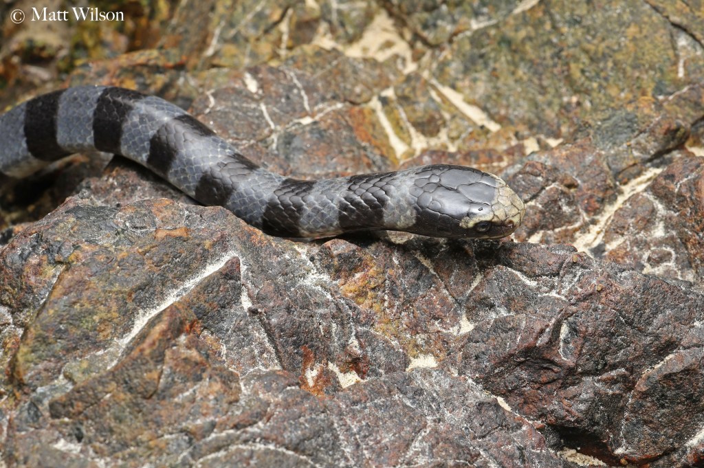 Sea krait islands – Amphibian & Reptile Travels