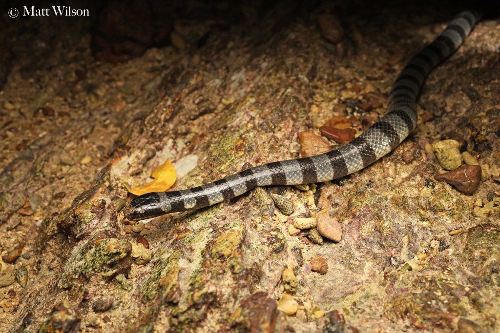 Sea krait islands – Amphibian & Reptile Travels
