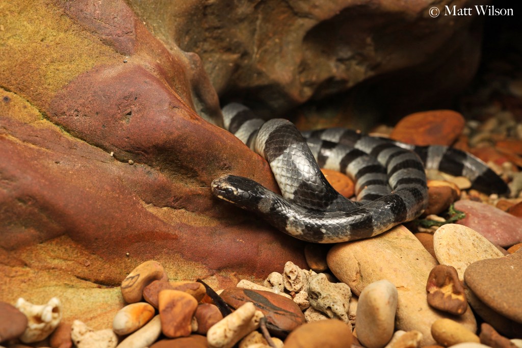 Sea krait islands – Amphibian & Reptile Travels