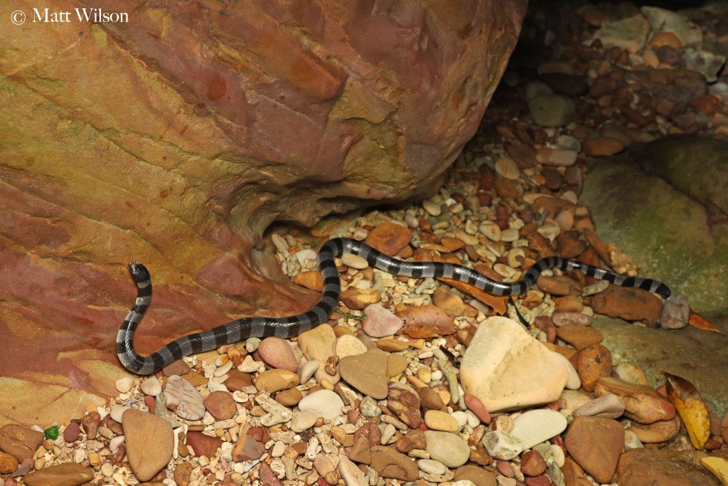 Sea krait islands – Amphibian & Reptile Travels