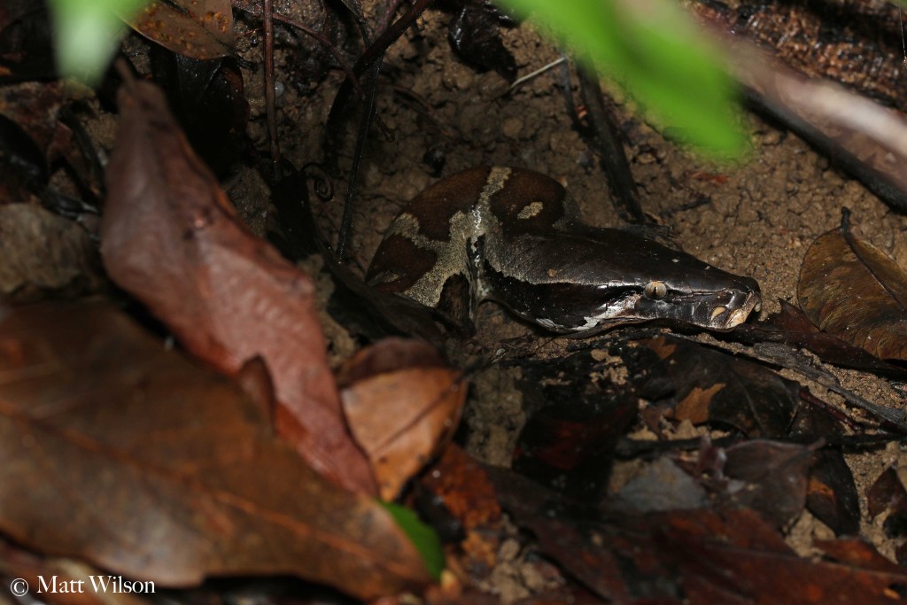 Snakes of Phuket – Amphibian & Reptile Travels