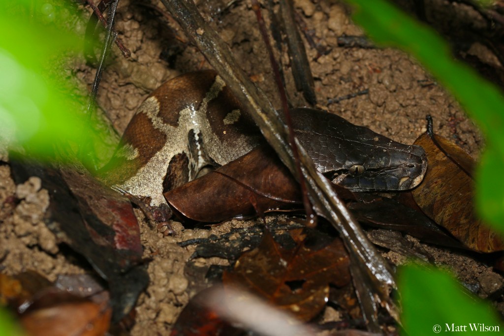 Snakes of Phuket – Amphibian & Reptile Travels