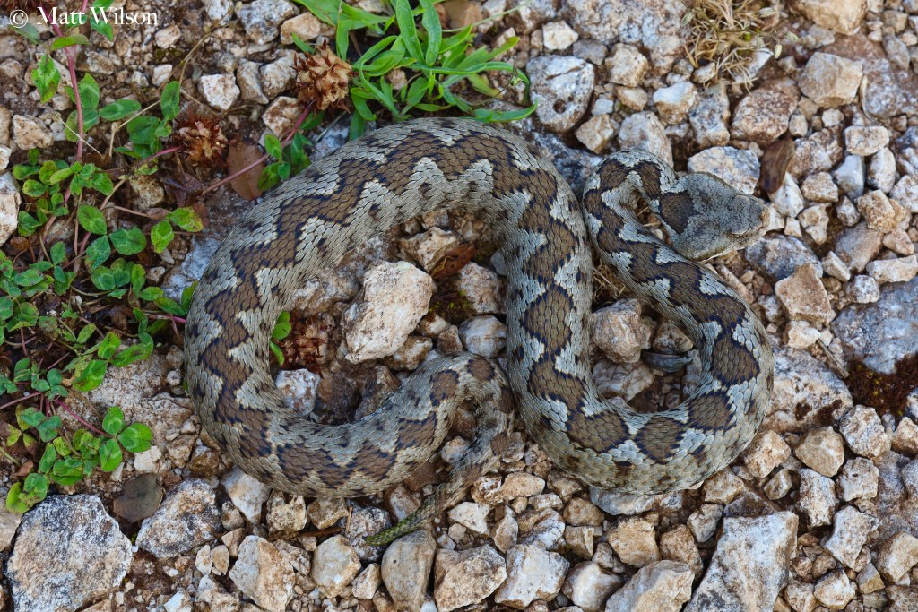 Corfu, July 2023 – Amphibian & Reptile Travels