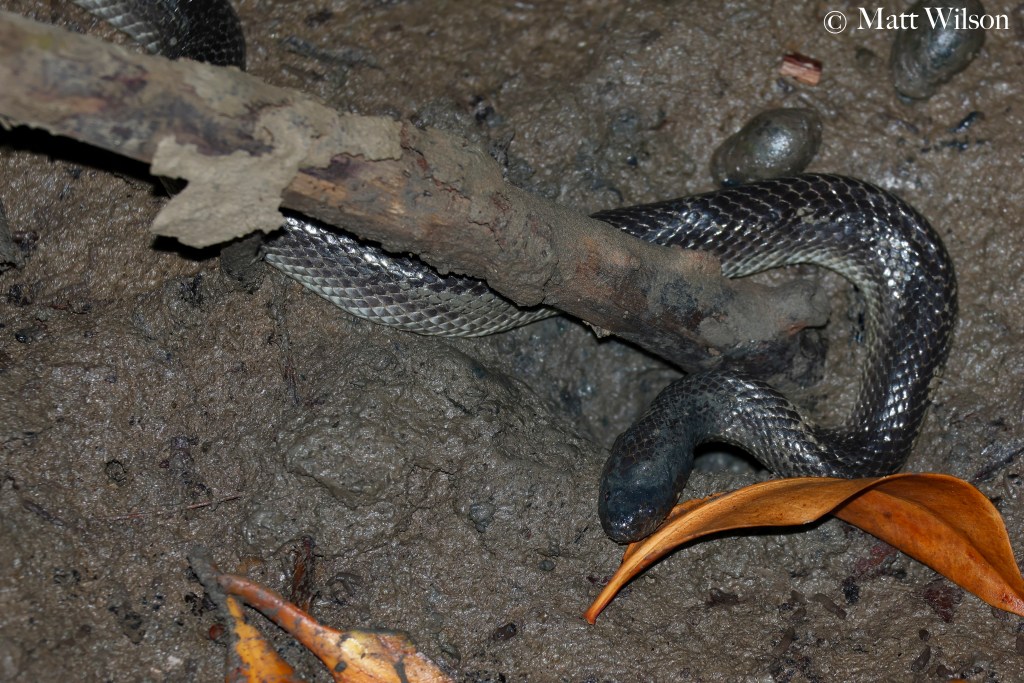 Snakes of Phuket – Amphibian & Reptile Travels