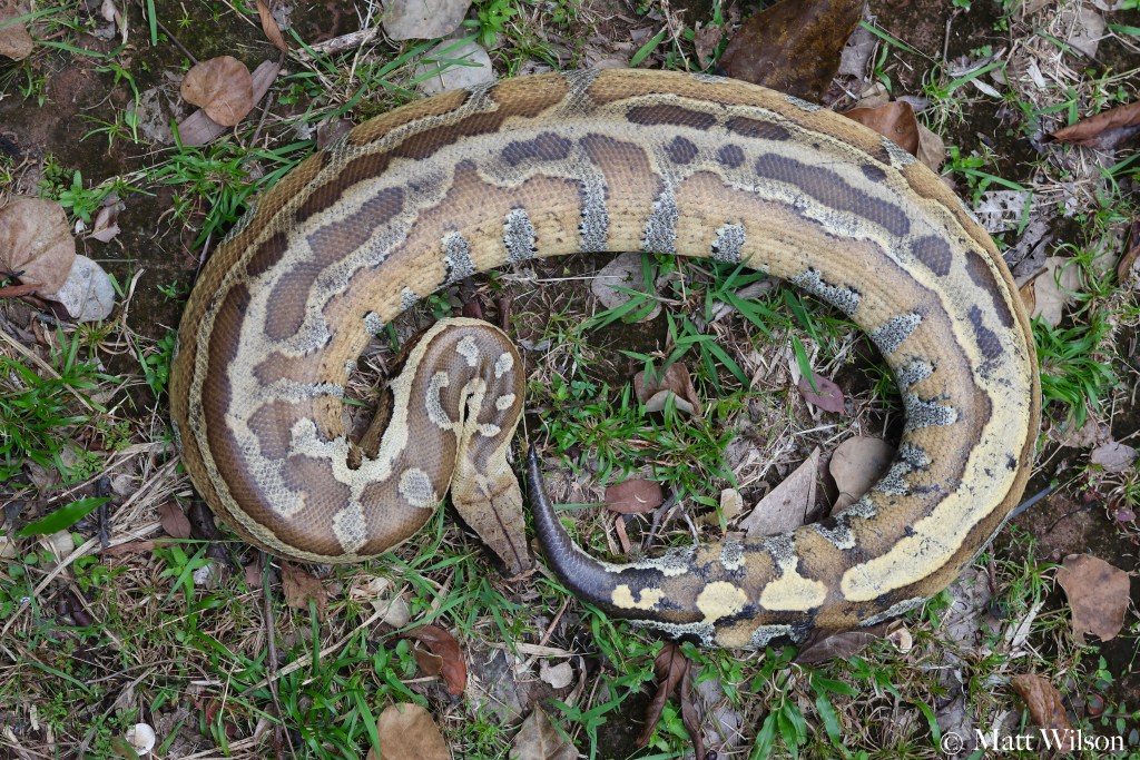 Snakes of Phuket – Amphibian & Reptile Travels