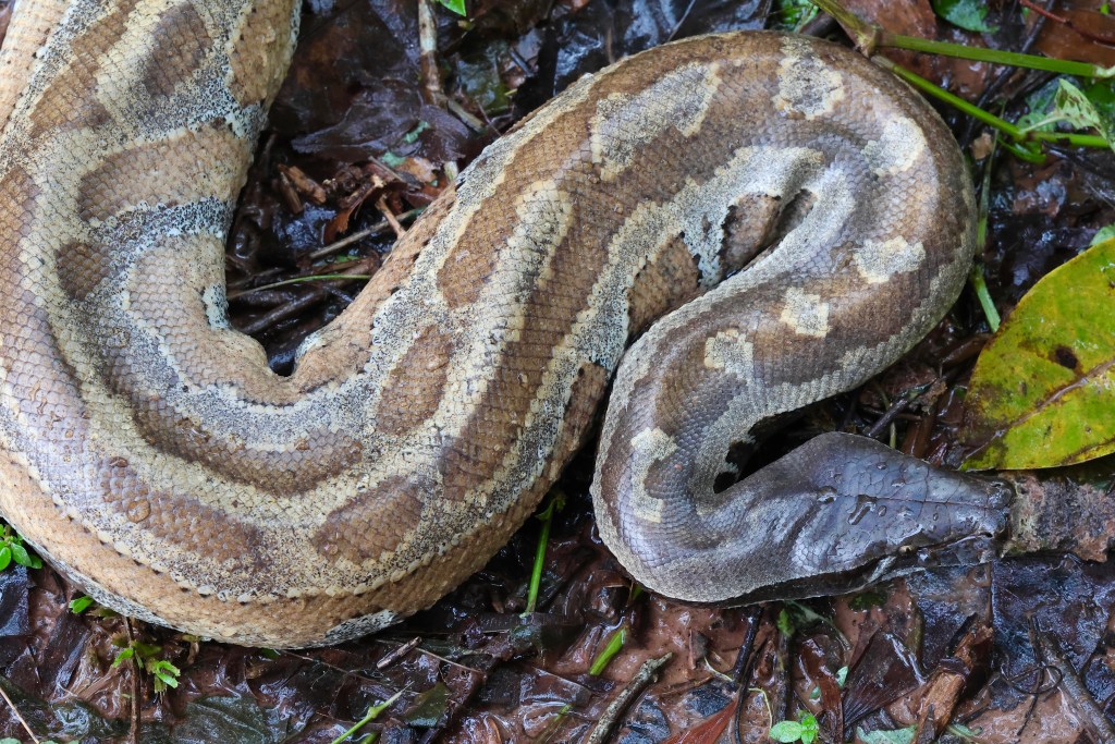 Snakes of Phuket – Amphibian & Reptile Travels