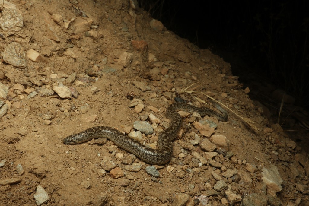 Snakes of Greece – Amphibian & Reptile Travels