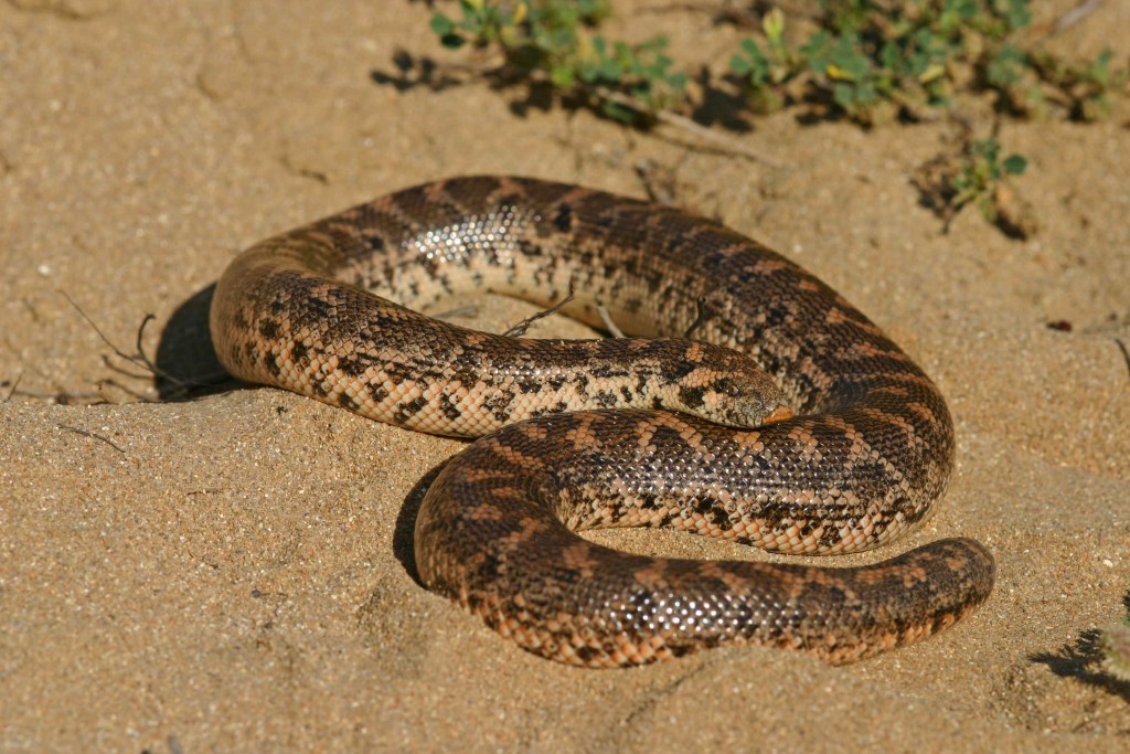 Snakes of Greece – Amphibian & Reptile Travels