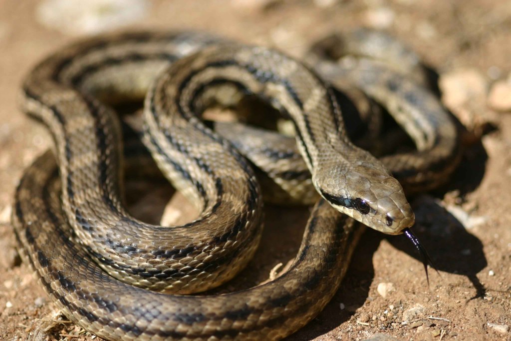 Snakes of Greece – Amphibian & Reptile Travels