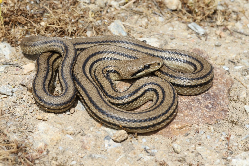 Snakes of Greece – Amphibian & Reptile Travels