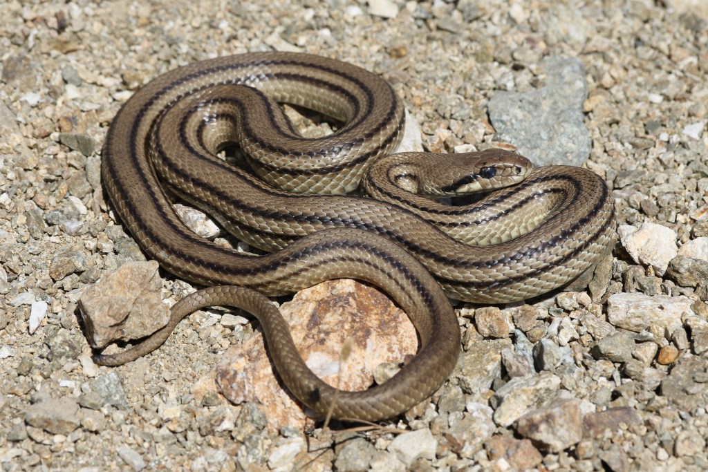 Snakes of Greece – Amphibian & Reptile Travels