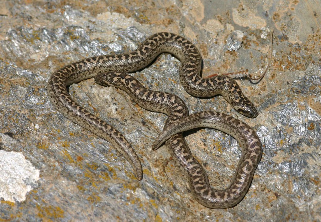 Snakes of Greece – Amphibian & Reptile Travels