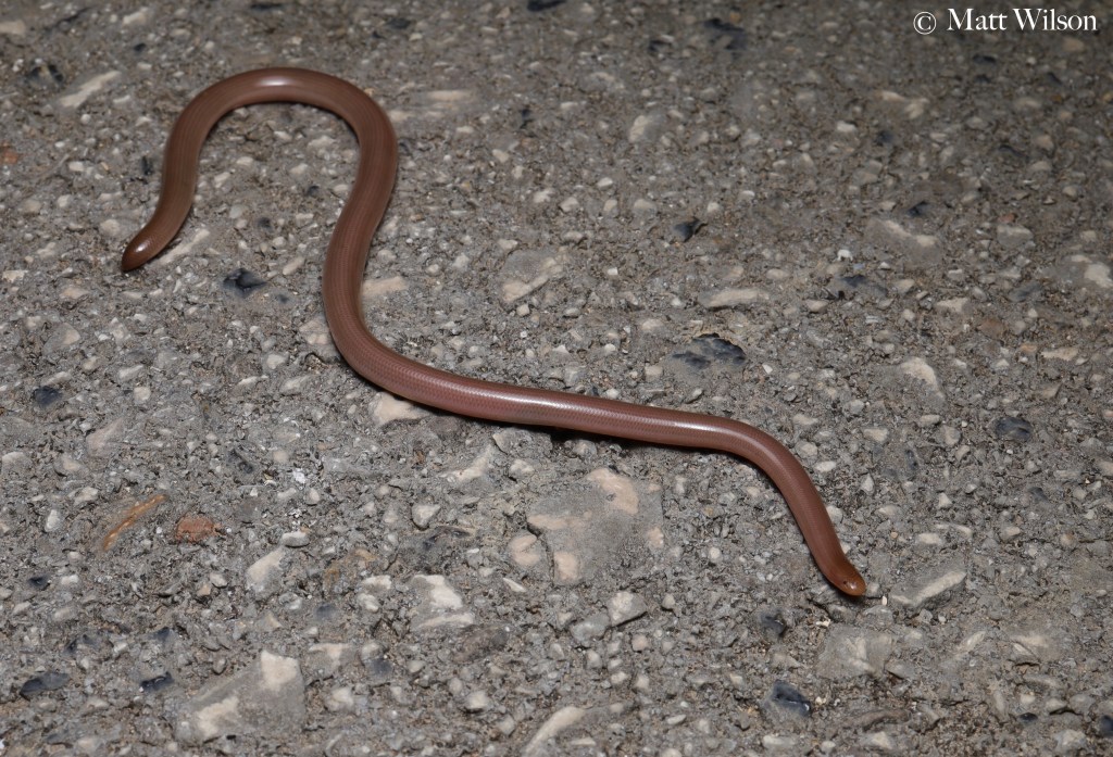 Snakes of Greece – Amphibian & Reptile Travels