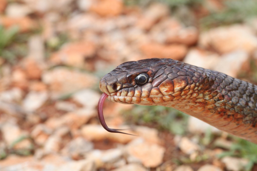 Snakes of Greece – Amphibian & Reptile Travels