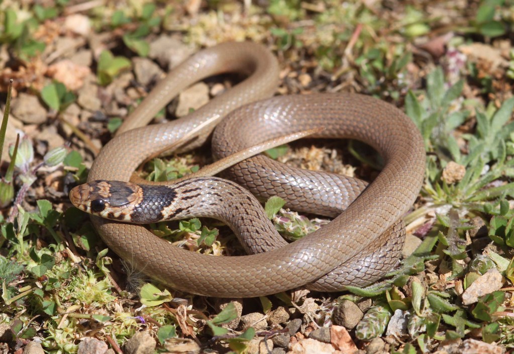 Snakes of Greece – Amphibian & Reptile Travels