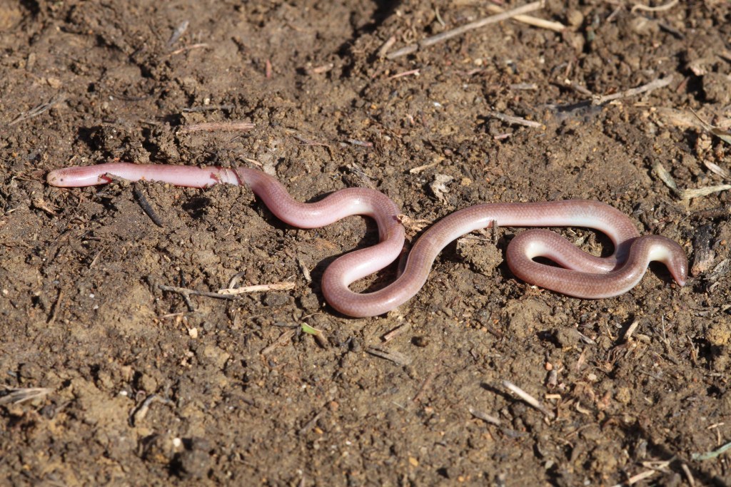 Snakes of Greece – Amphibian & Reptile Travels