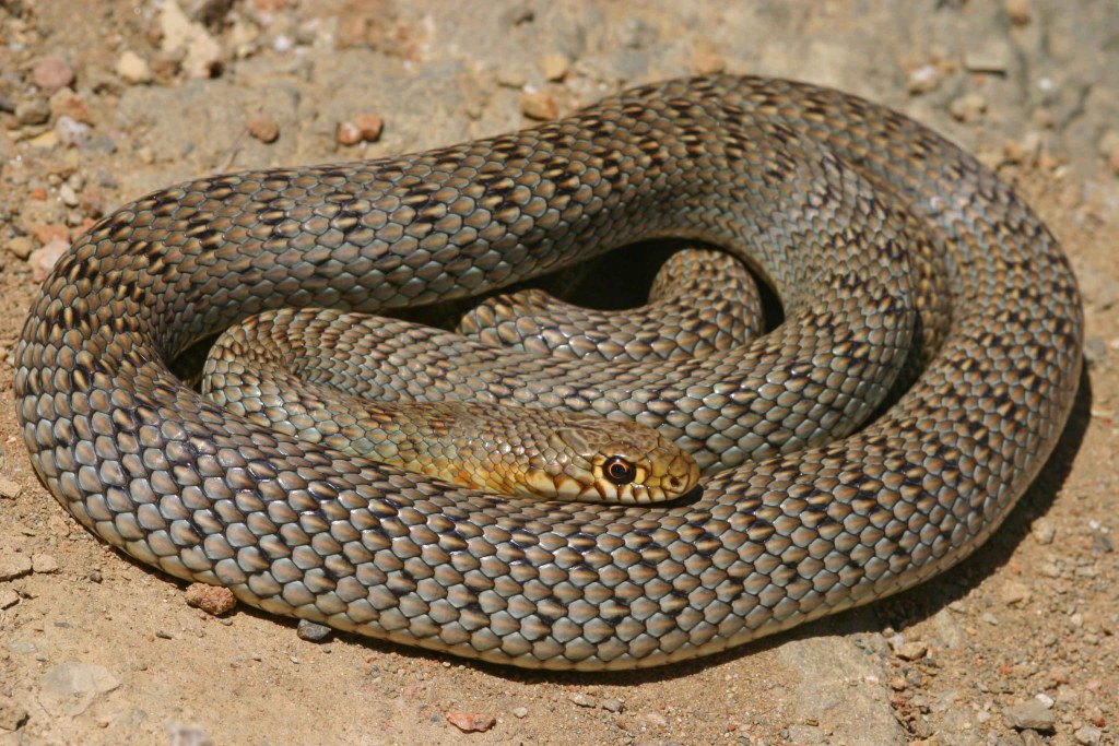 Snakes of Greece – Amphibian & Reptile Travels