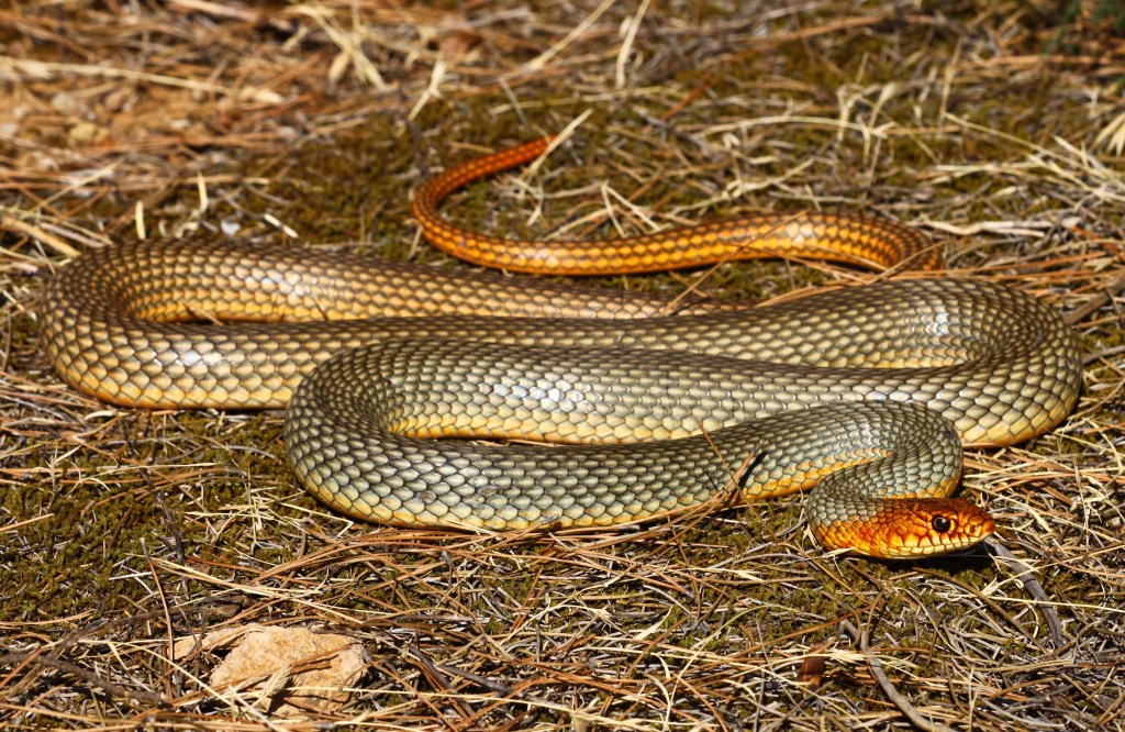 Snakes of Greece – Amphibian & Reptile Travels