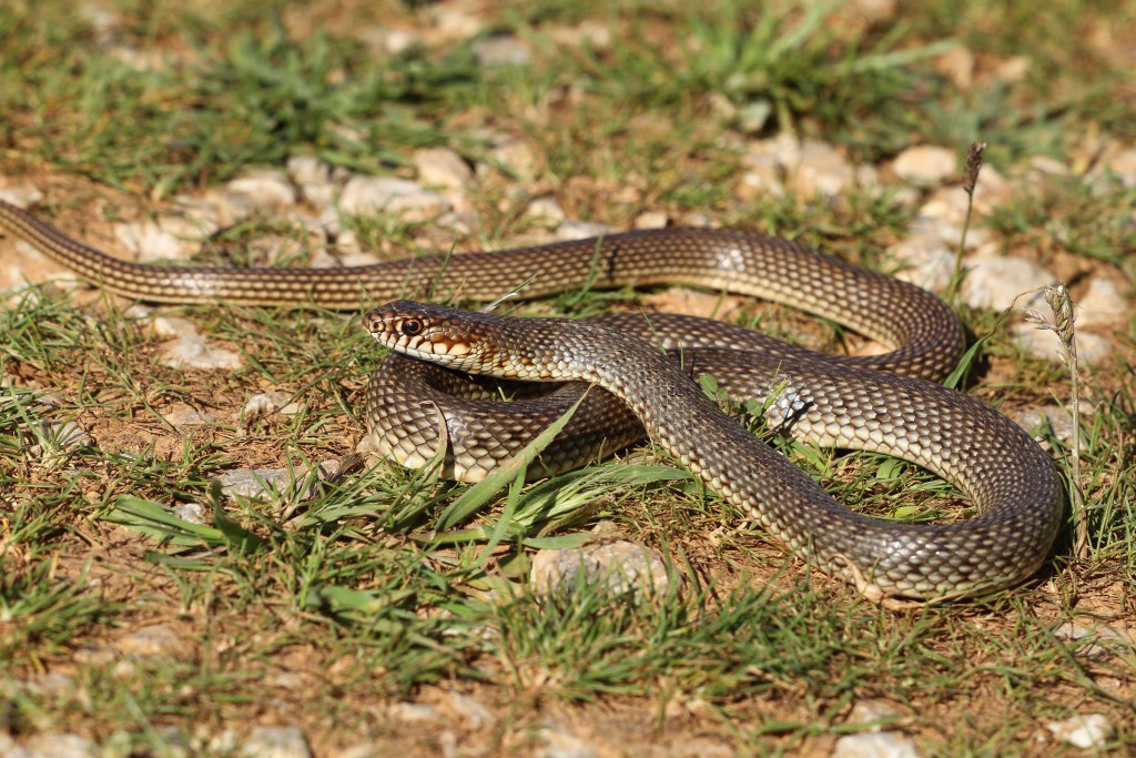 Snakes of Greece – Amphibian & Reptile Travels