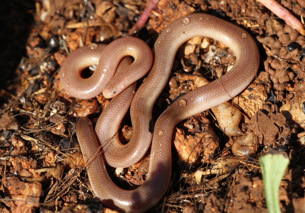 Snakes of Greece – Amphibian & Reptile Travels