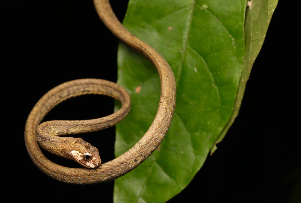 Snakes of Phuket – Amphibian & Reptile Travels