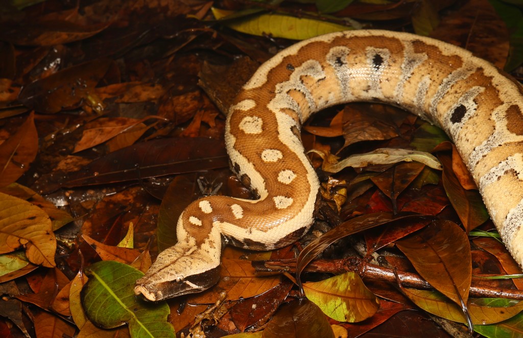 Snakes of Phuket – Amphibian & Reptile Travels