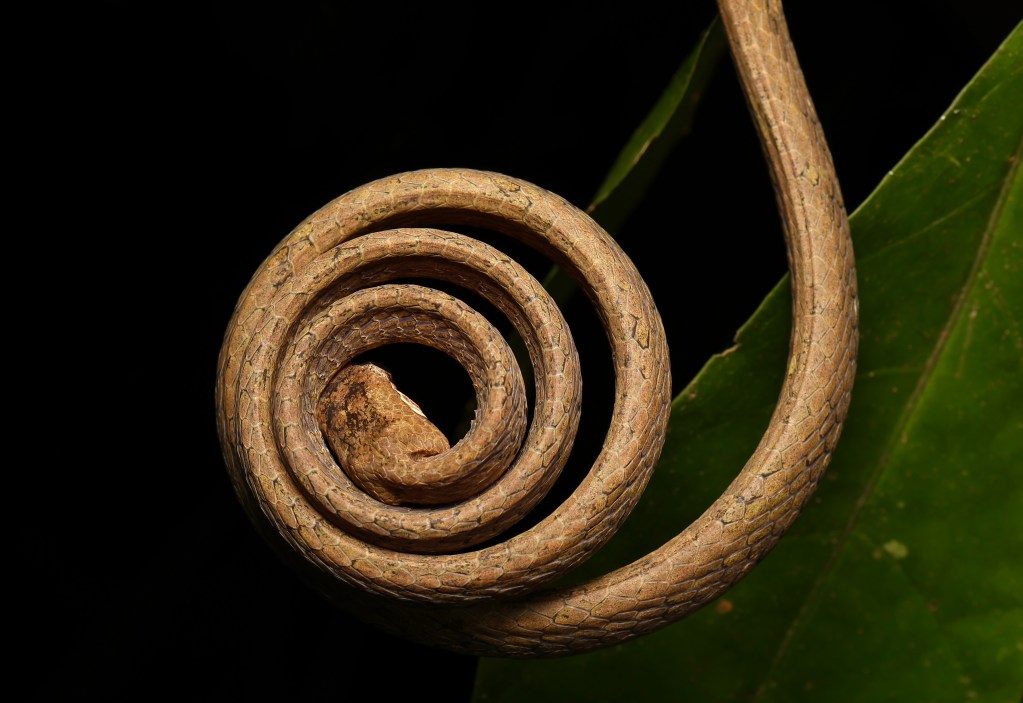 Snakes of Phuket – Amphibian & Reptile Travels