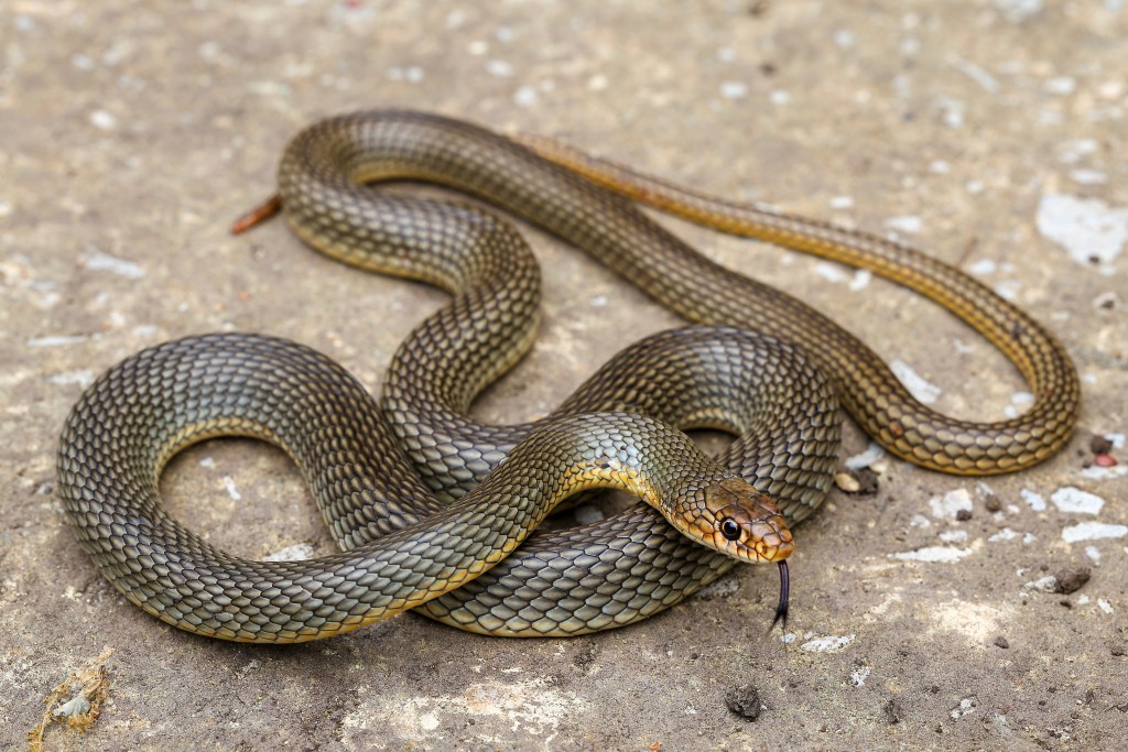 Snakes of Greece – Amphibian & Reptile Travels