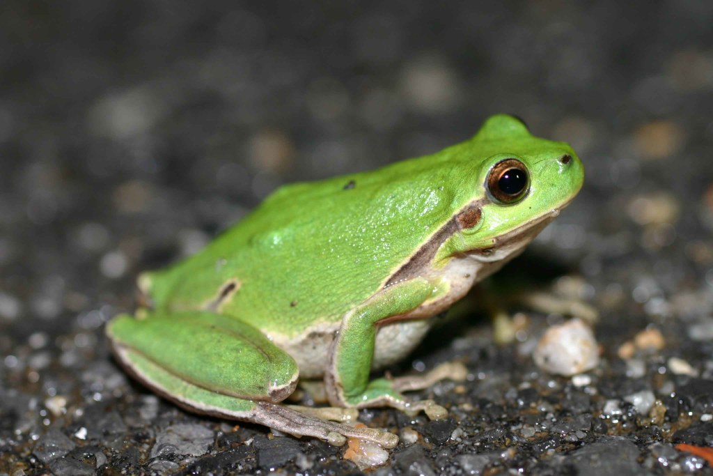 Crete 09 – Amphibian & Reptile Travels