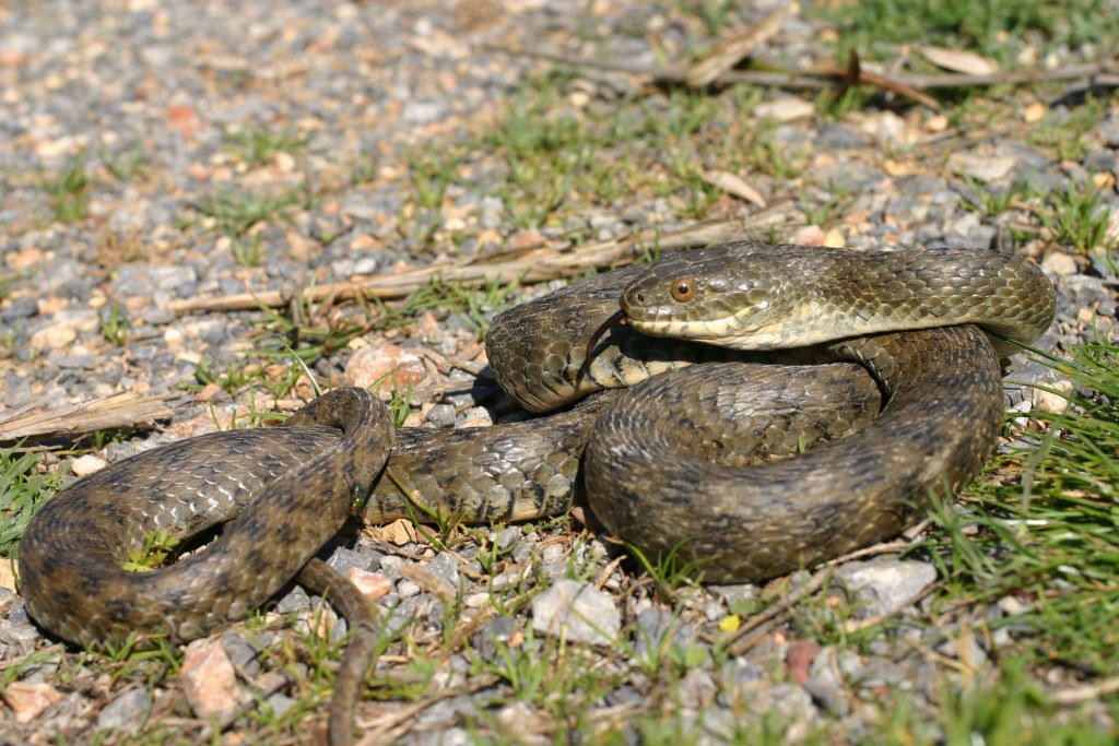 Crete 09 – Amphibian & Reptile Travels