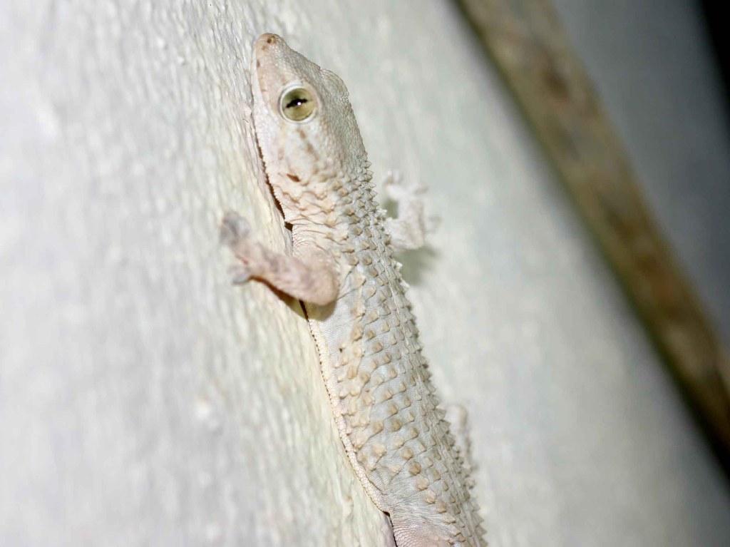 Crete 09 – Amphibian & Reptile Travels