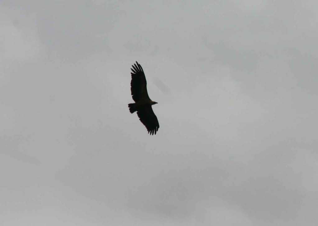 Crete 09 – Amphibian & Reptile Travels