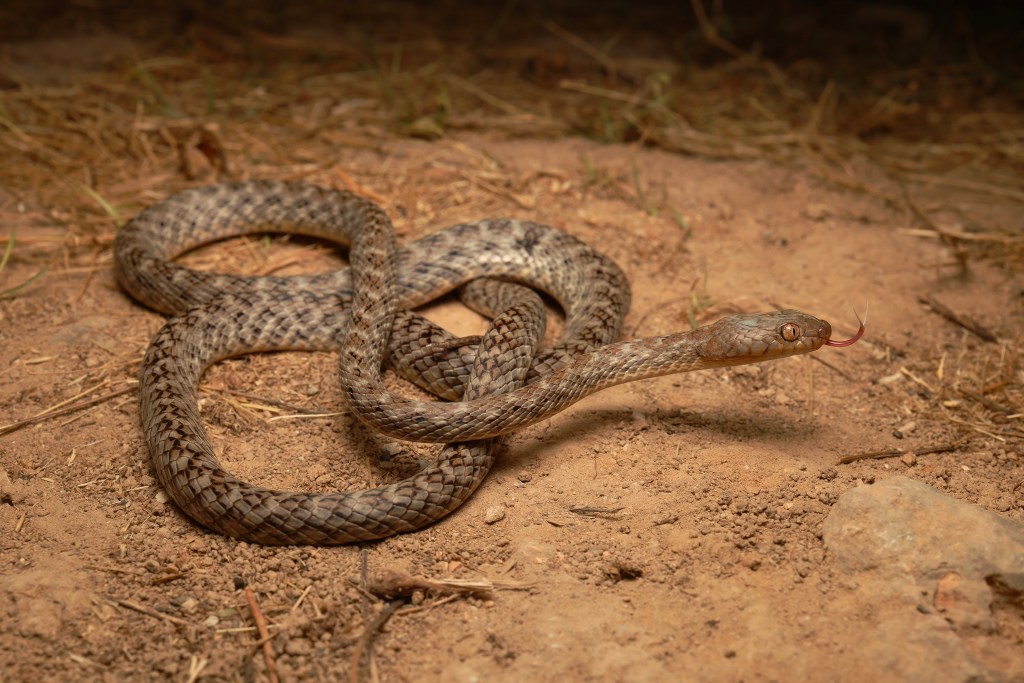 Dhofar: Part III (December 2025) – Amphibian & Reptile Travels