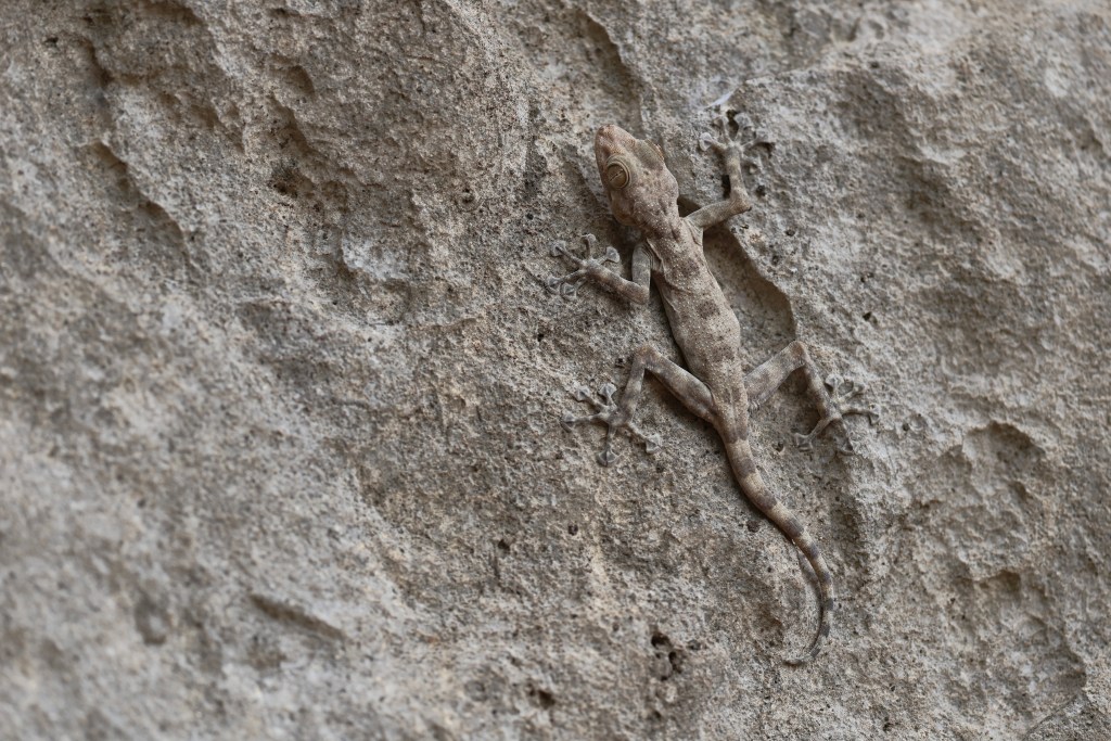 Dhofar: Part III (December 2025) – Amphibian & Reptile Travels